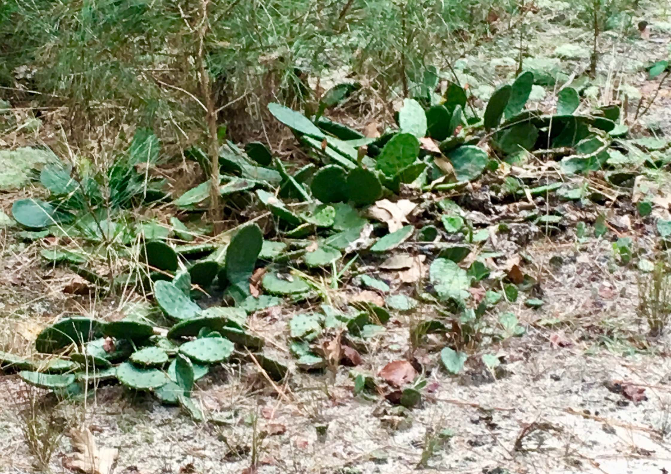 Fresh Pond State Park – Prickly Pear Trail – Let's Take This Outside